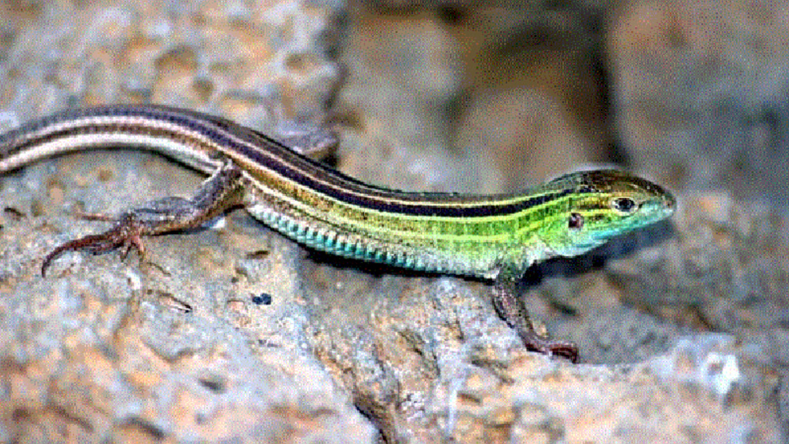 Six-Lined Racerunner | Amphibians, Turtles & Reptiles of Nebraska ...