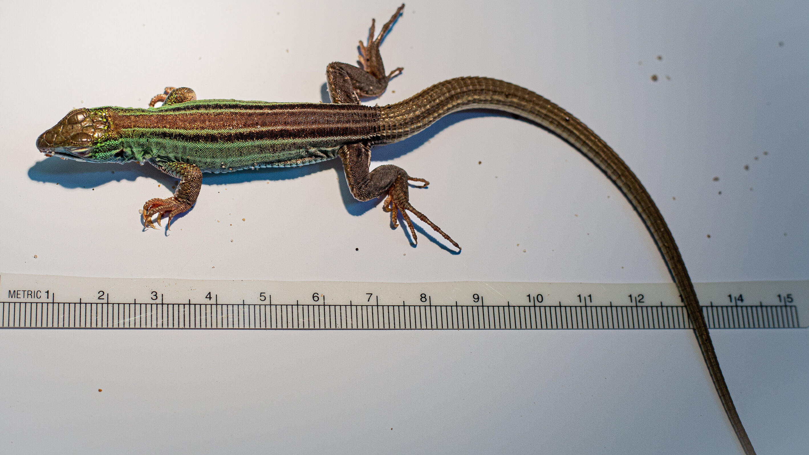 Six-Lined Racerunner | Amphibians, Turtles & Reptiles of Nebraska ...