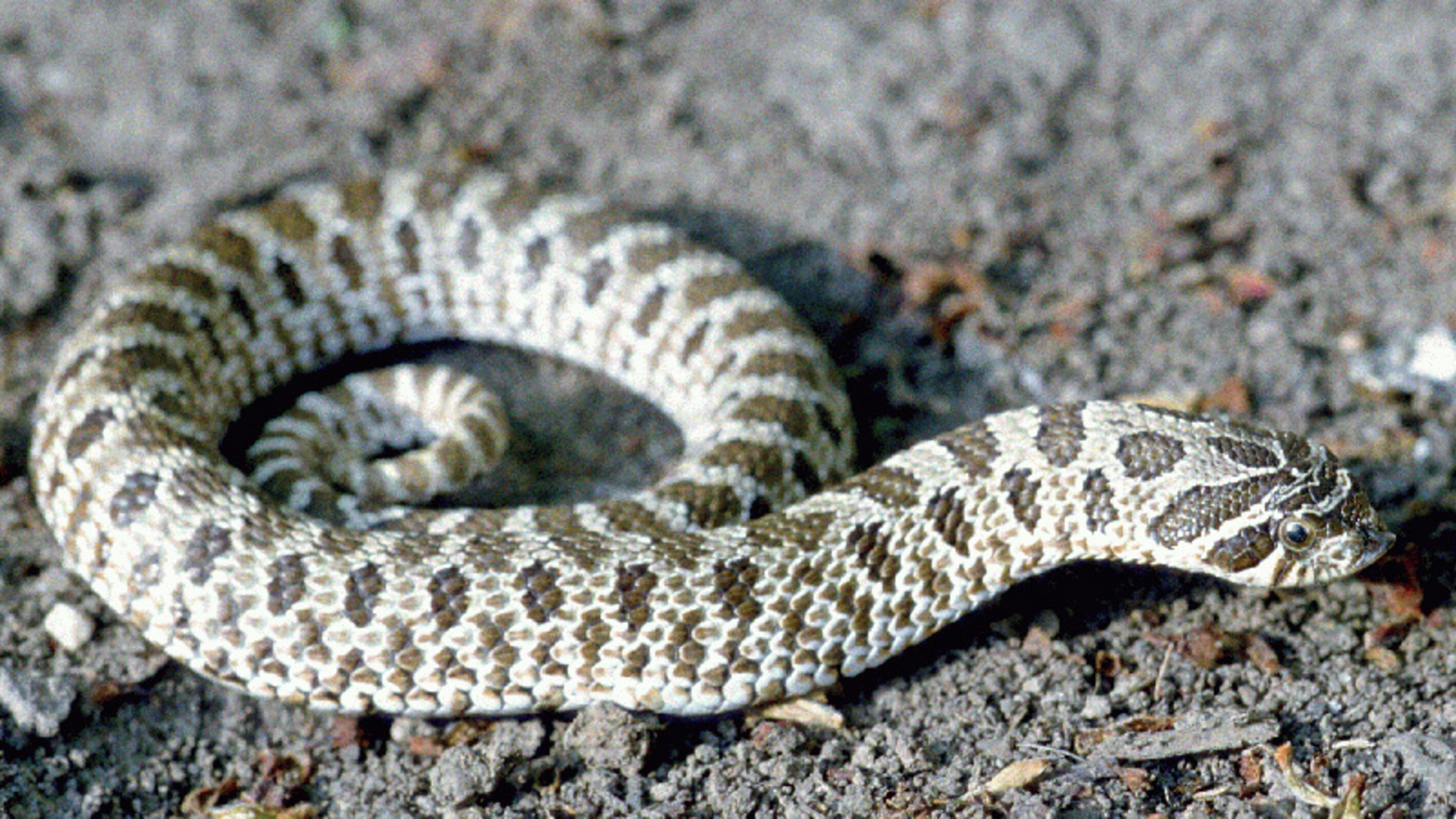 Plains Hognose snake | Amphibians, Turtles & Reptiles of Nebraska ...