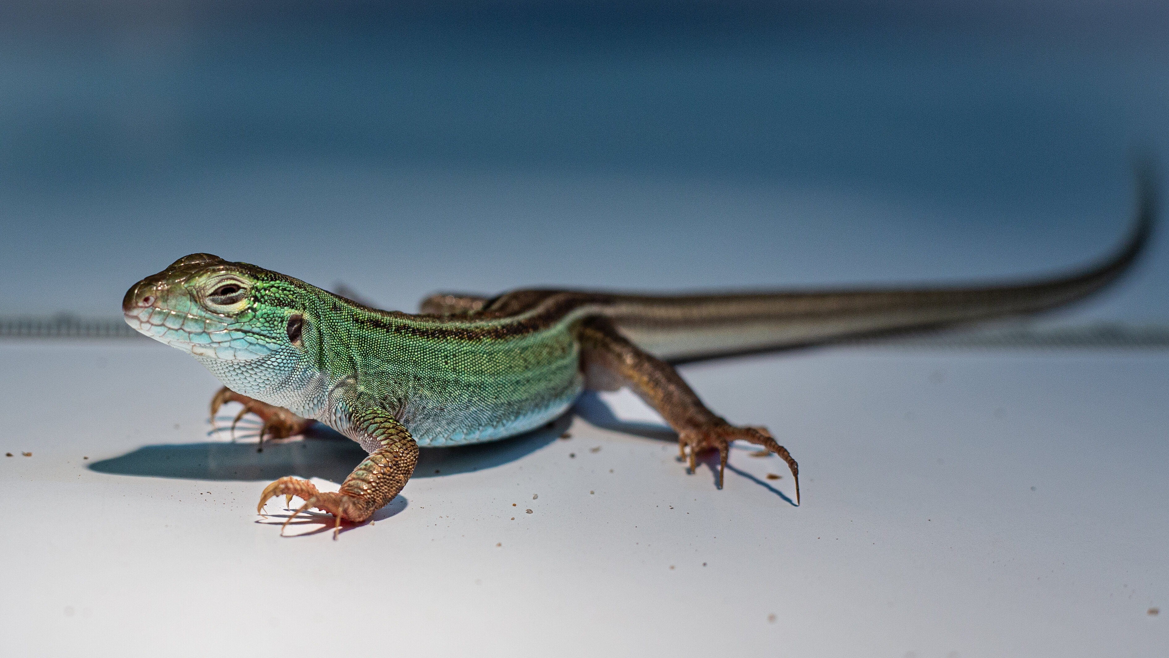 Six-Lined Racerunner | Amphibians, Turtles & Reptiles of Nebraska ...