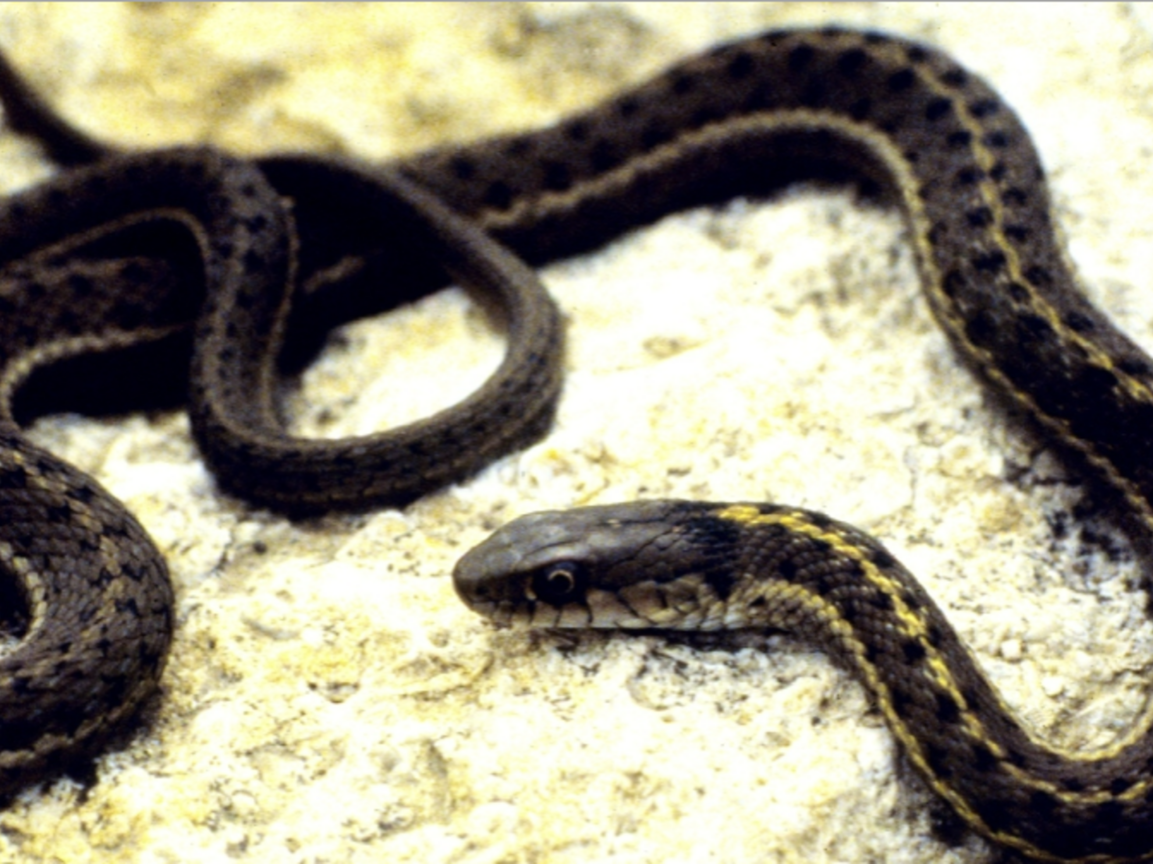 Terrestrial Garter Snake | Amphibians, Turtles & Reptiles of Nebraska ...